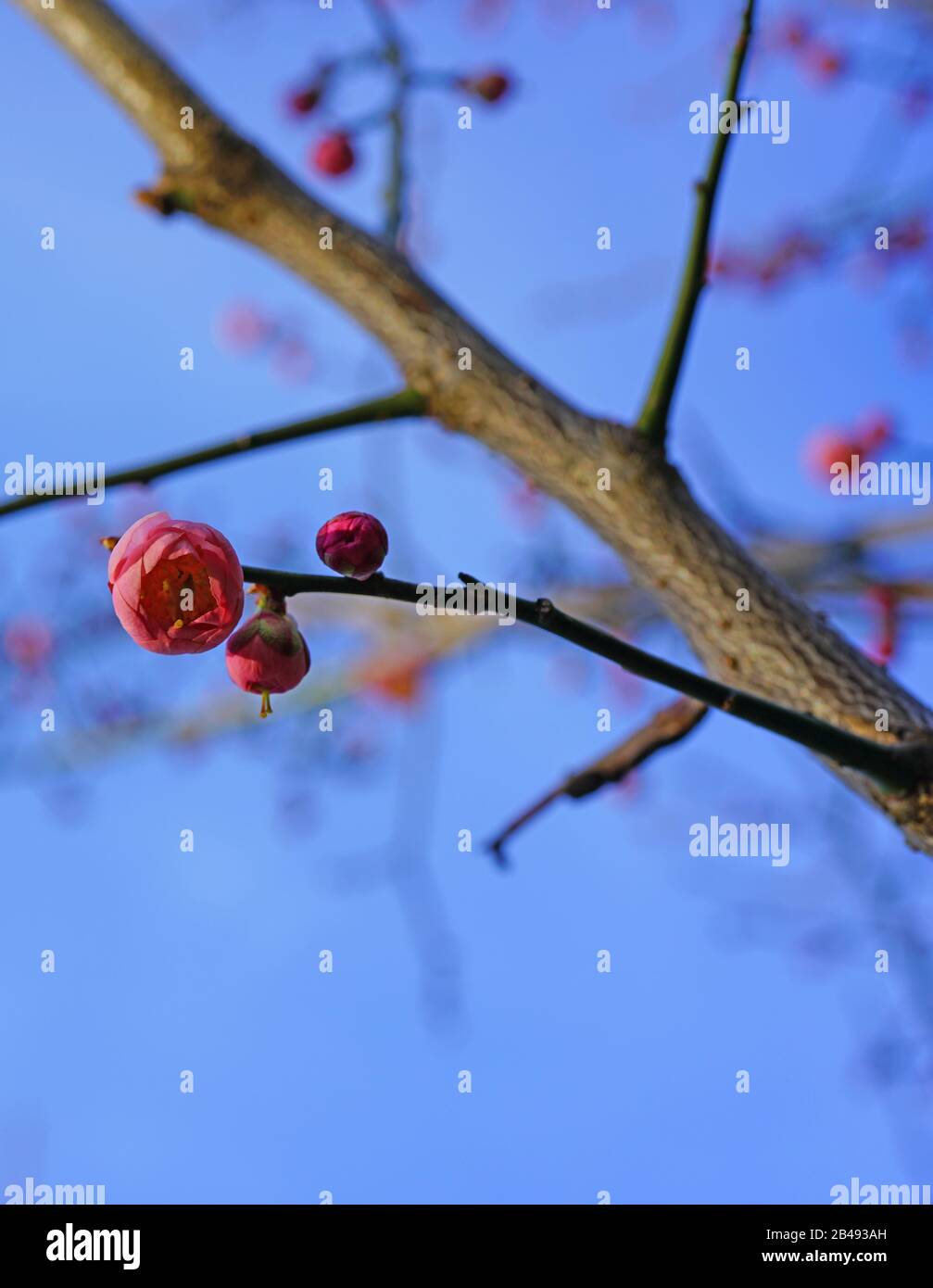 Pink flower blooms of the Japanese ume apricot tree, prunus mume Stock ...