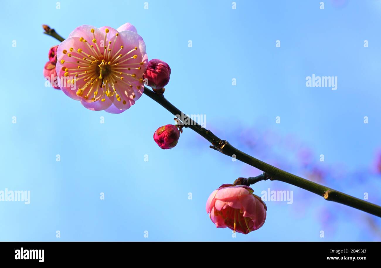 Pink flower blooms of the Japanese ume apricot tree, prunus mume Stock ...