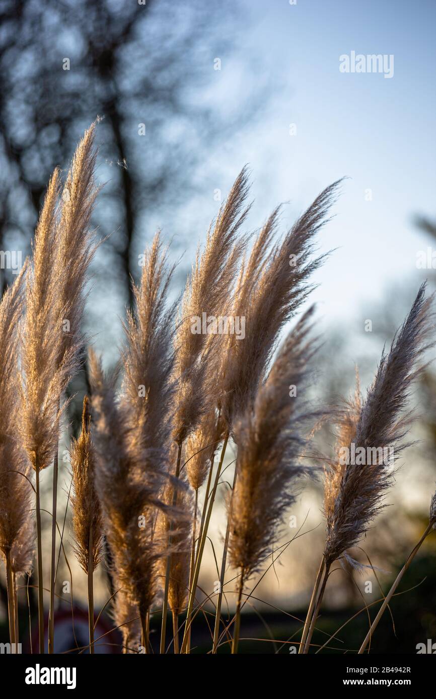 Pampas grass feathers hi-res stock photography and images - Alamy