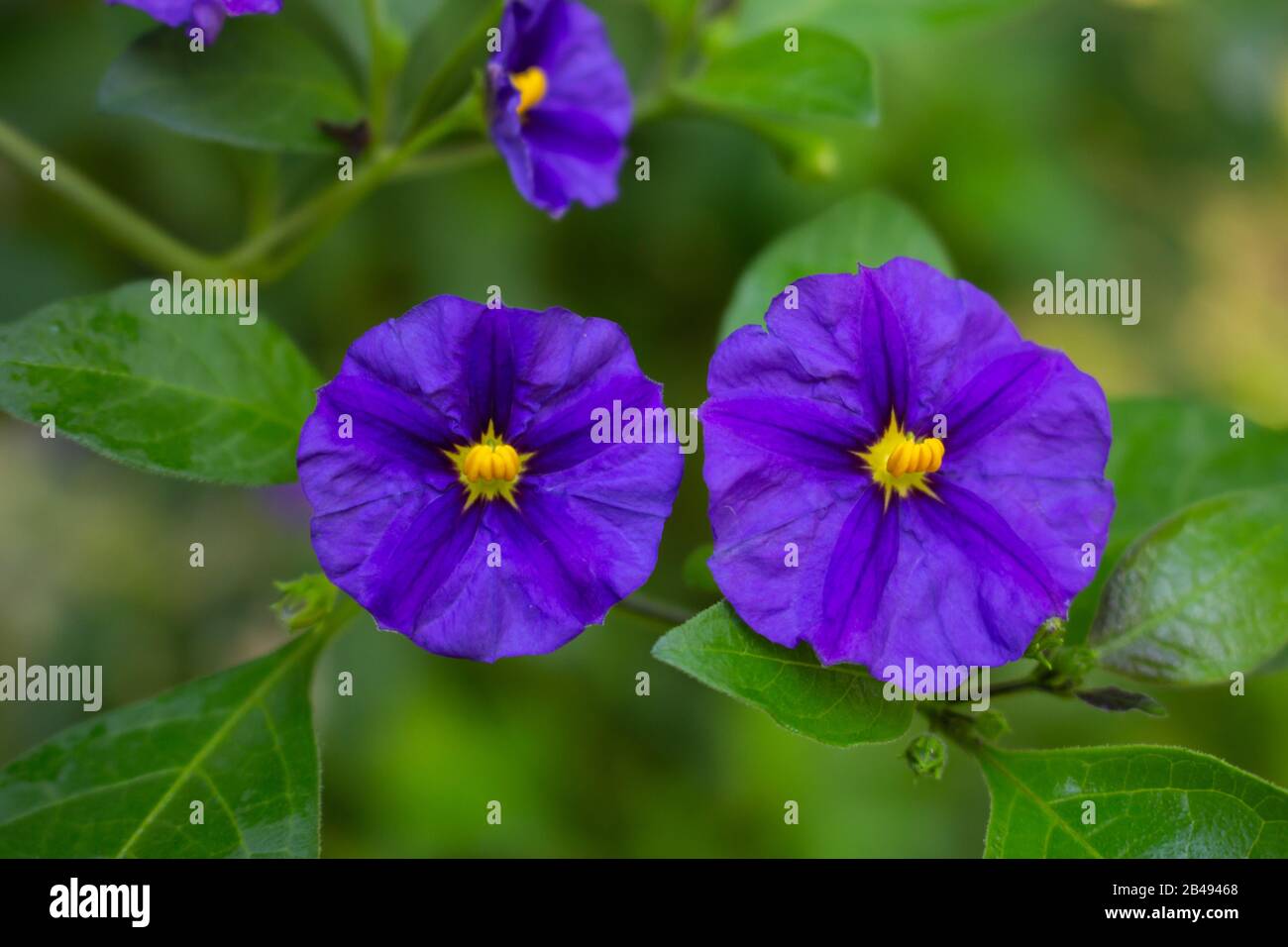 Blossom of a Kangaroo Apple or Poroporo also called Solanum laciniatum ...