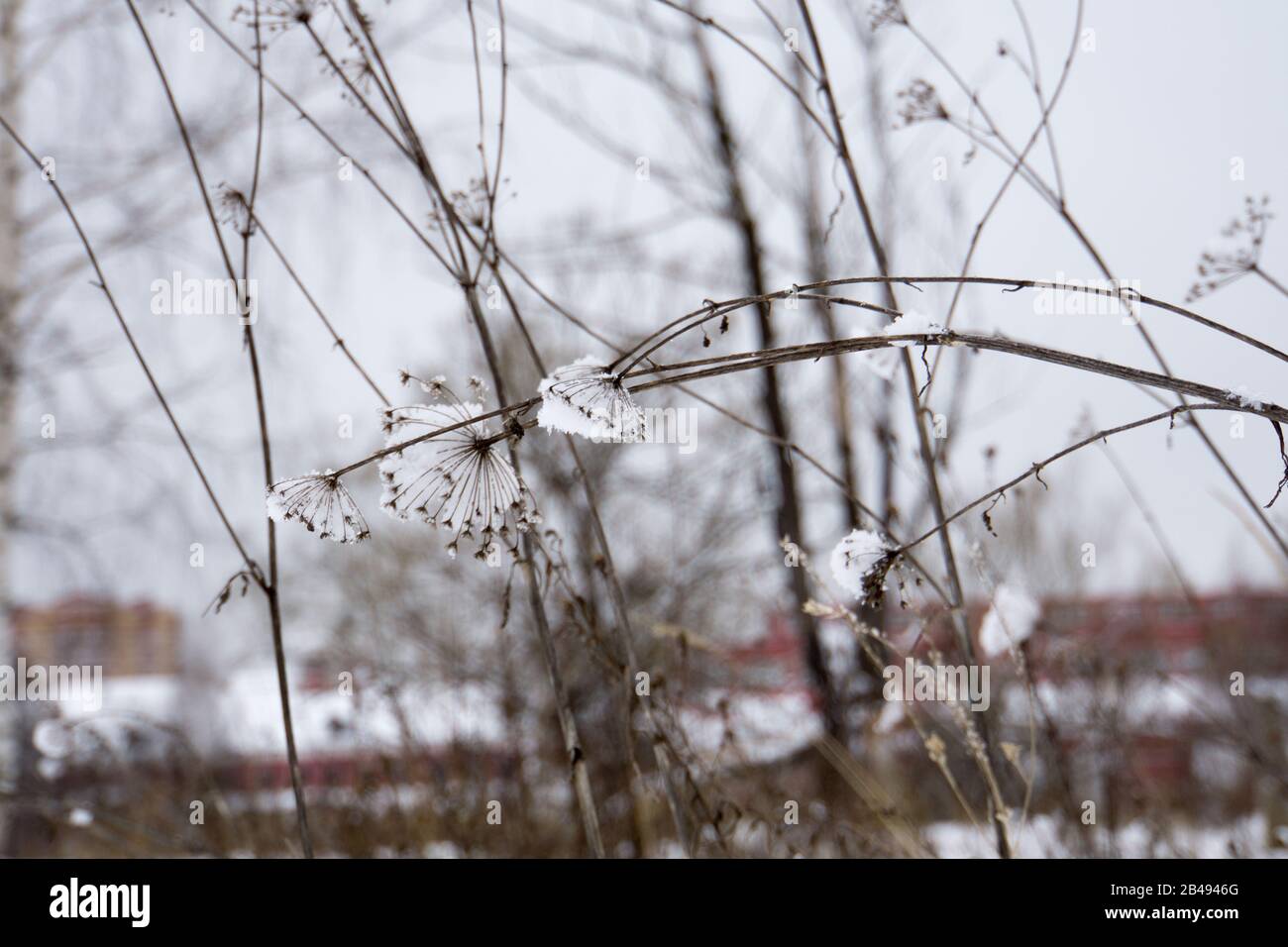 Snowy leafless trees in abandoned rural winter park, natural background ...