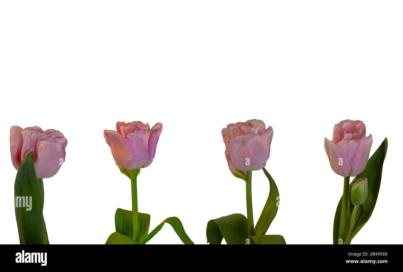 Set of four flower arrangement isolated on white background Stock Photo ...