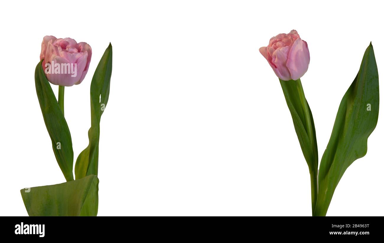 Purple tulips blooming in Cut Out Stock Images & Pictures - Alamy