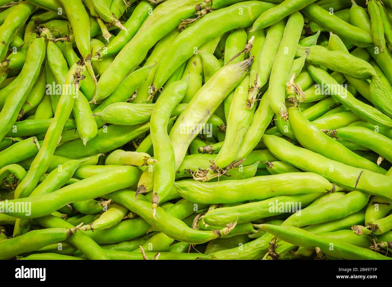 Organic fava bean or broad bean pods on display at farmer market in ...