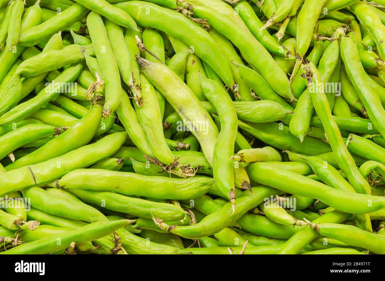 Organic fava bean or broad bean pods on display at farmer market in ...