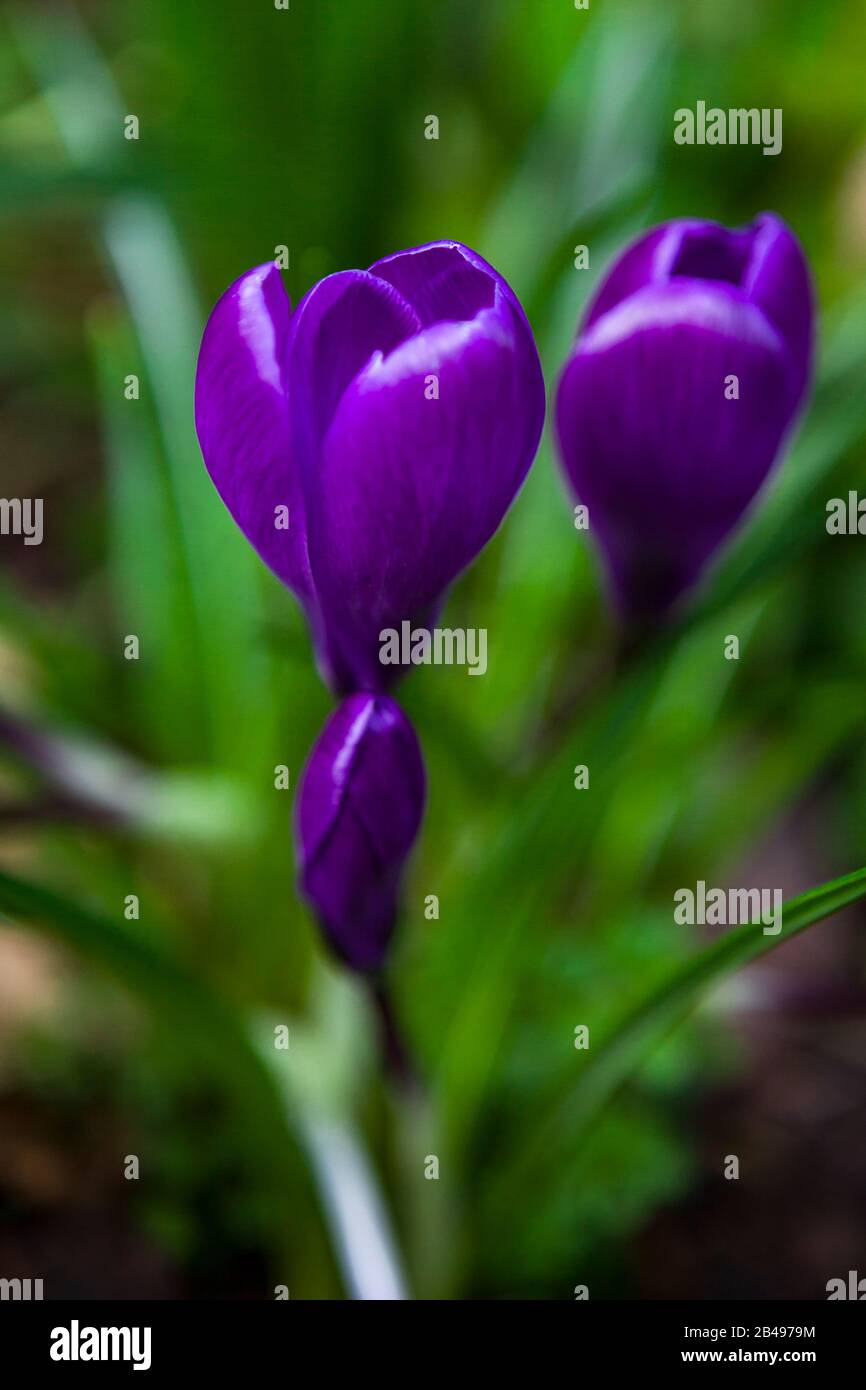 Purple flowering hardy perennial hi-res stock photography and images ...