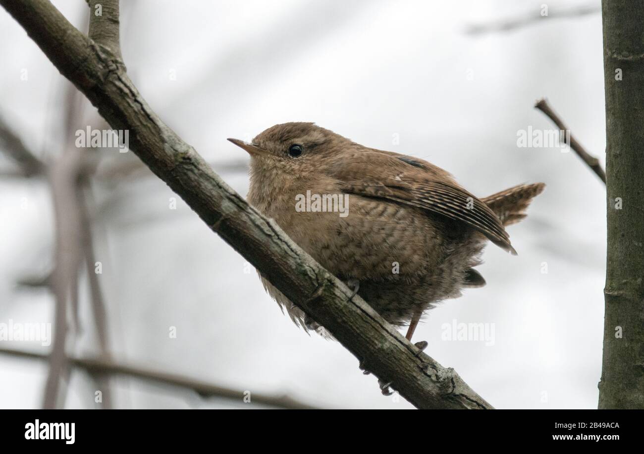 Troglodytidae hi-res stock photography and images - Alamy