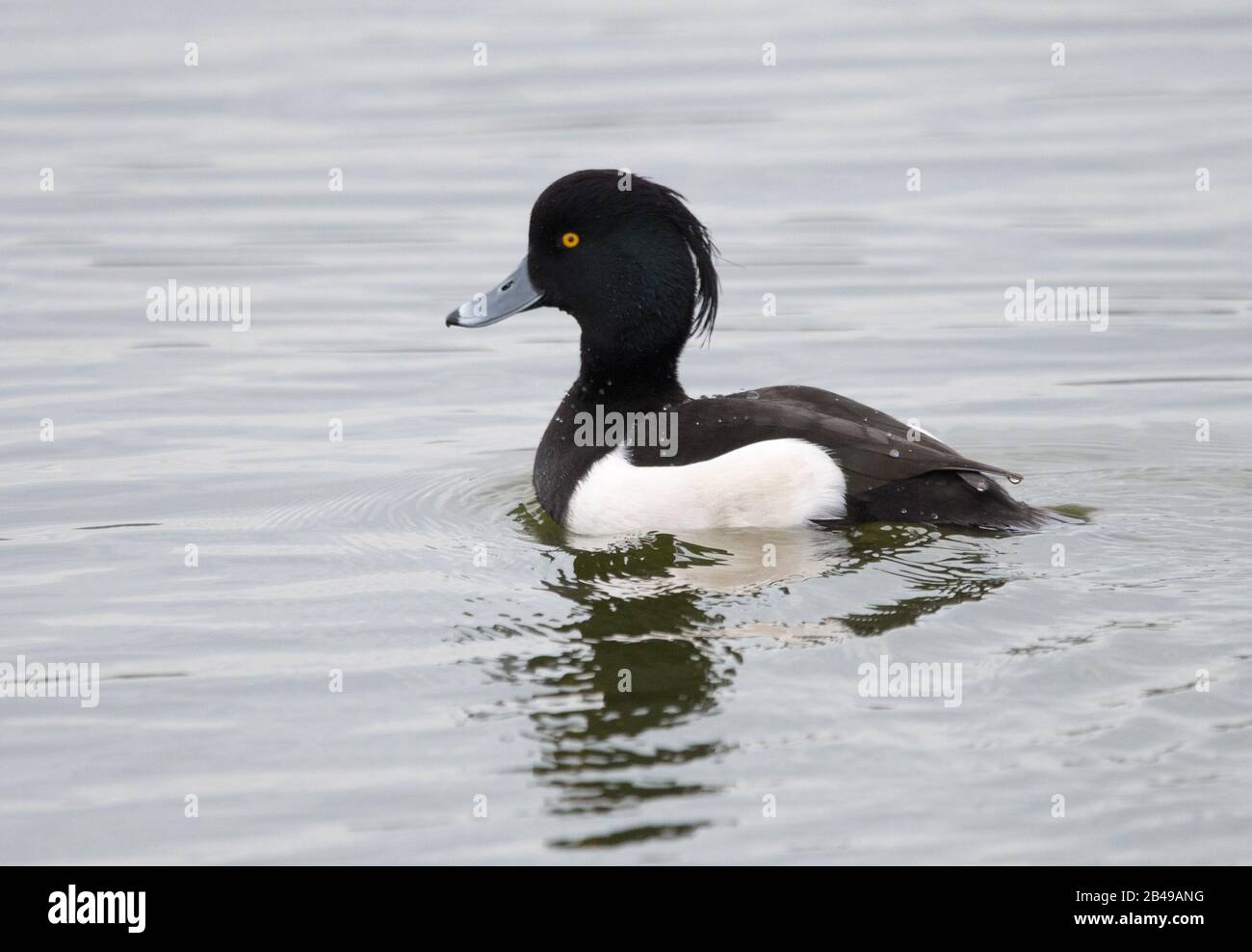 Male Tufted Duck (Aythya fuligula Stock Photo - Alamy