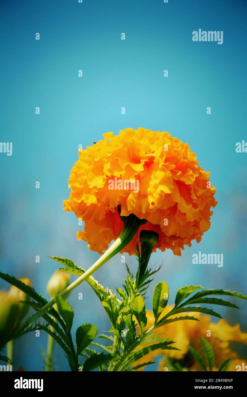 Tagetes flower hi-res stock photography and images - Alamy