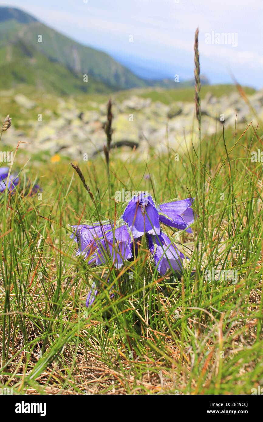 Alpine bell flower Campanula alpina in Tatra Mountains, Poland Stock ...