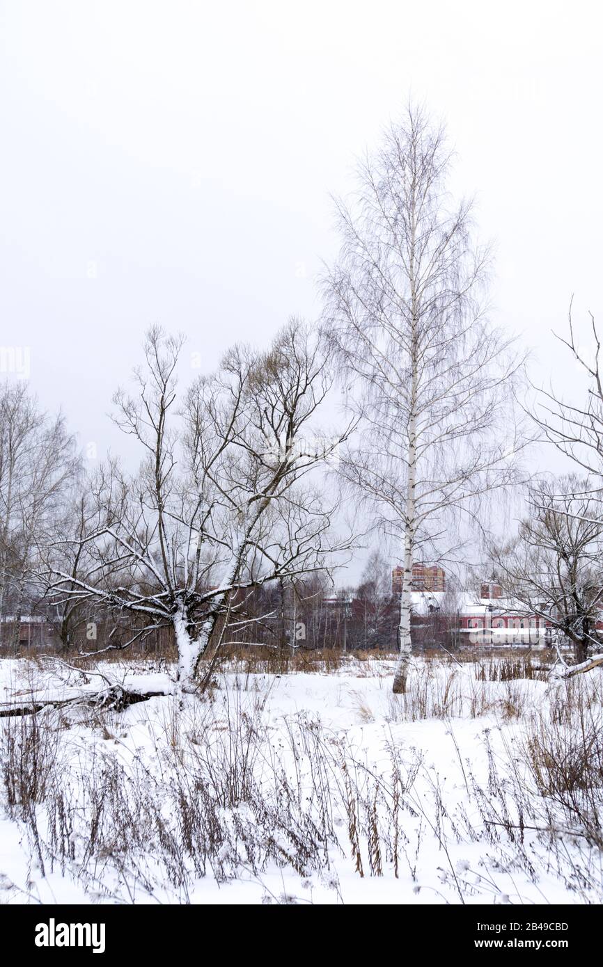Snowy leafless trees in abandoned rural winter park, natural background ...