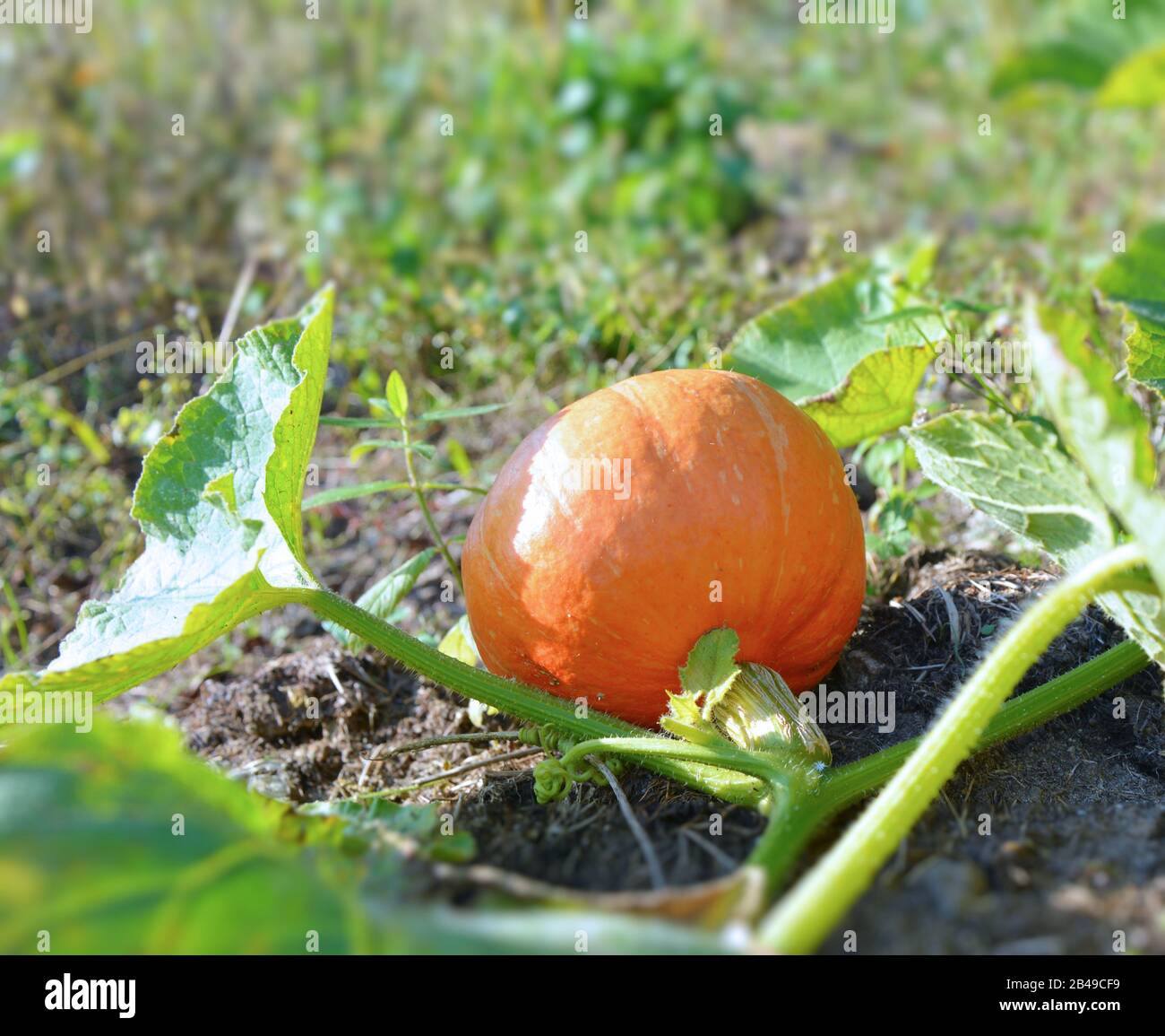 Pumpkin fruit growing on plant. Organic farming Stock Photo - Alamy