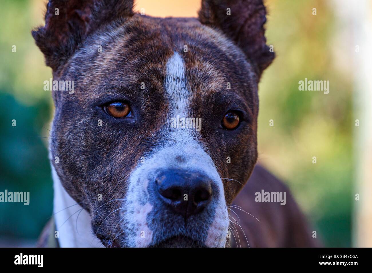 Muzzle of a large evil guard dog with large teeth close-up. The open ...