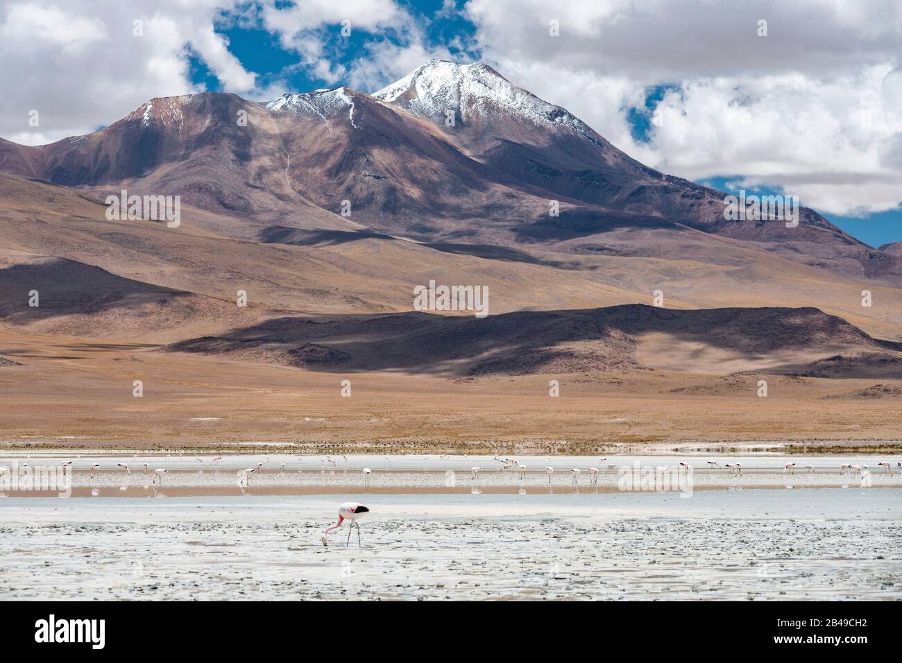 Laguna Hedionda in the Andean altiplano of southern Bolivia Stock Photo ...