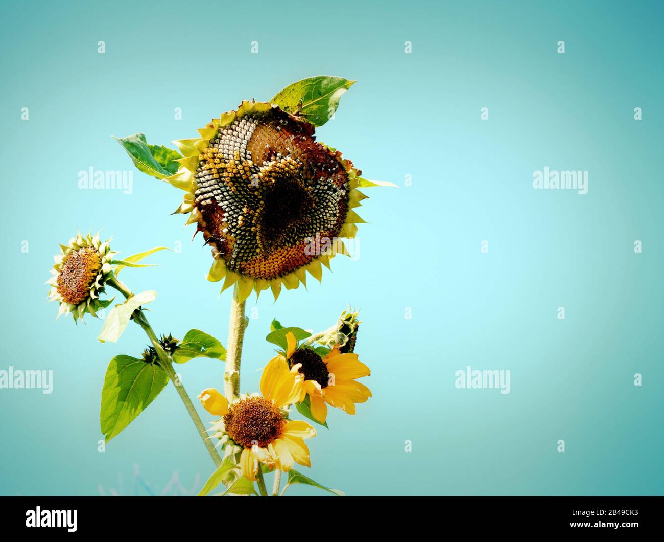 Sunflower in retro style Stock Photo - Alamy