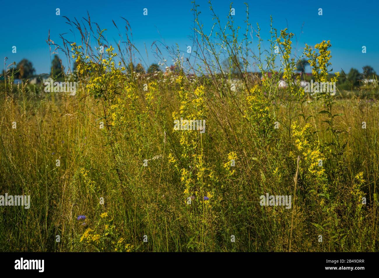 Summer green grass field landscape with yellow flowers in the morning ...