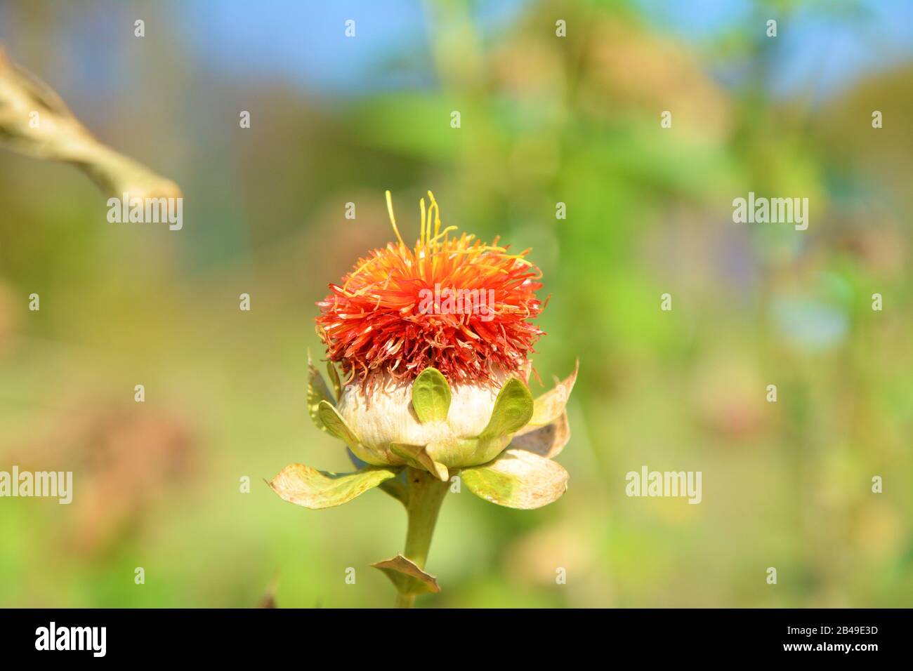 Close up of orange safflower. Flower used traditionally for dying and ...