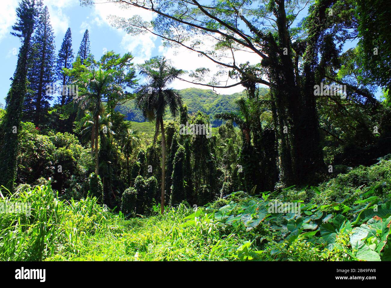 Hawaii tropical fog forest hi-res stock photography and images - Alamy
