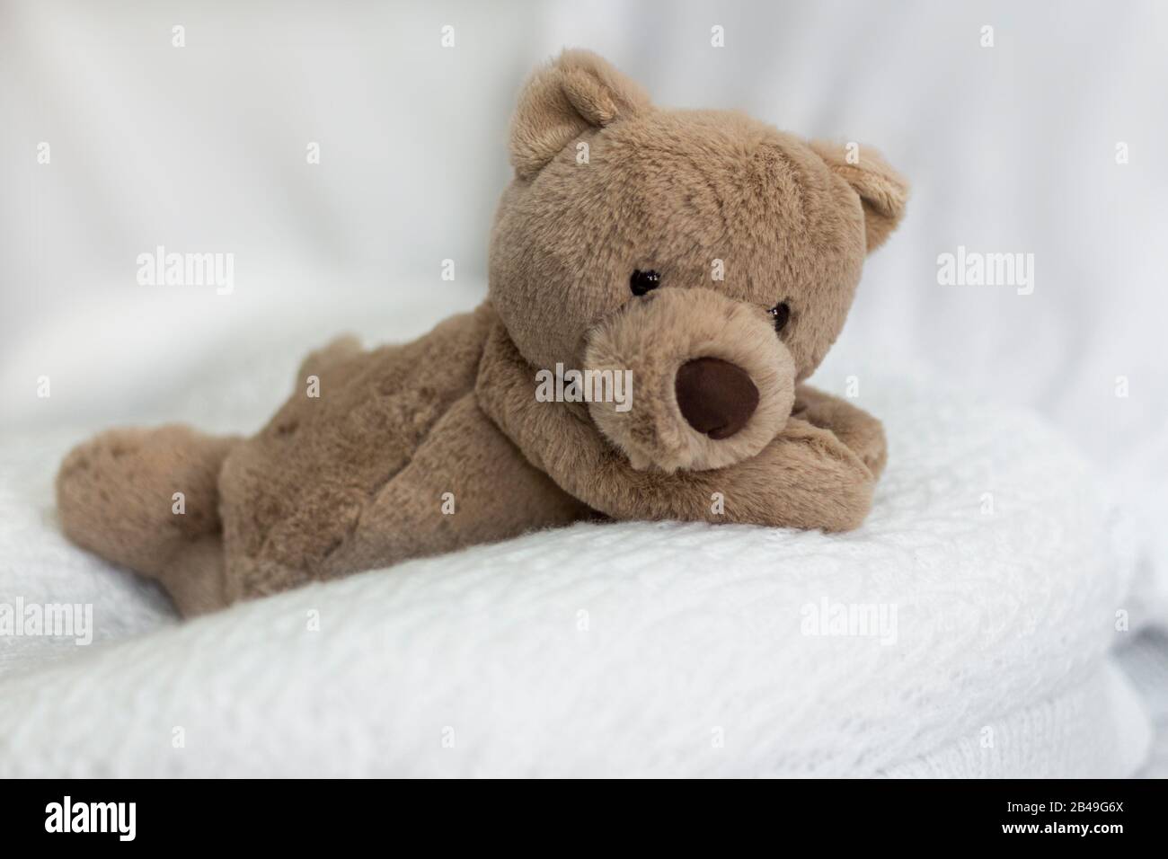 Teddy bear used for information in setting up a baby photographic set ...