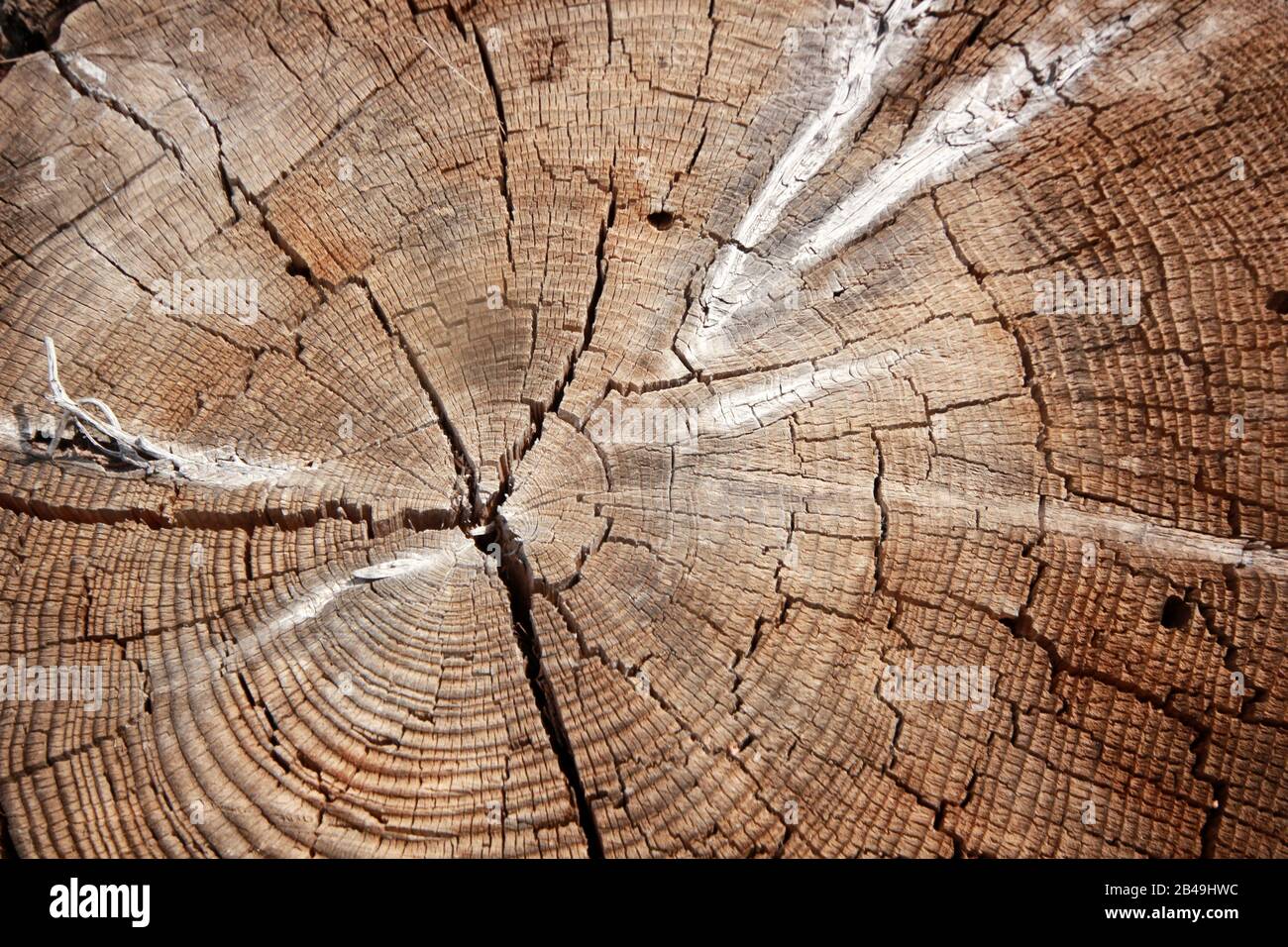 Tree ring Abstract Background Textured Stock Photo - Alamy