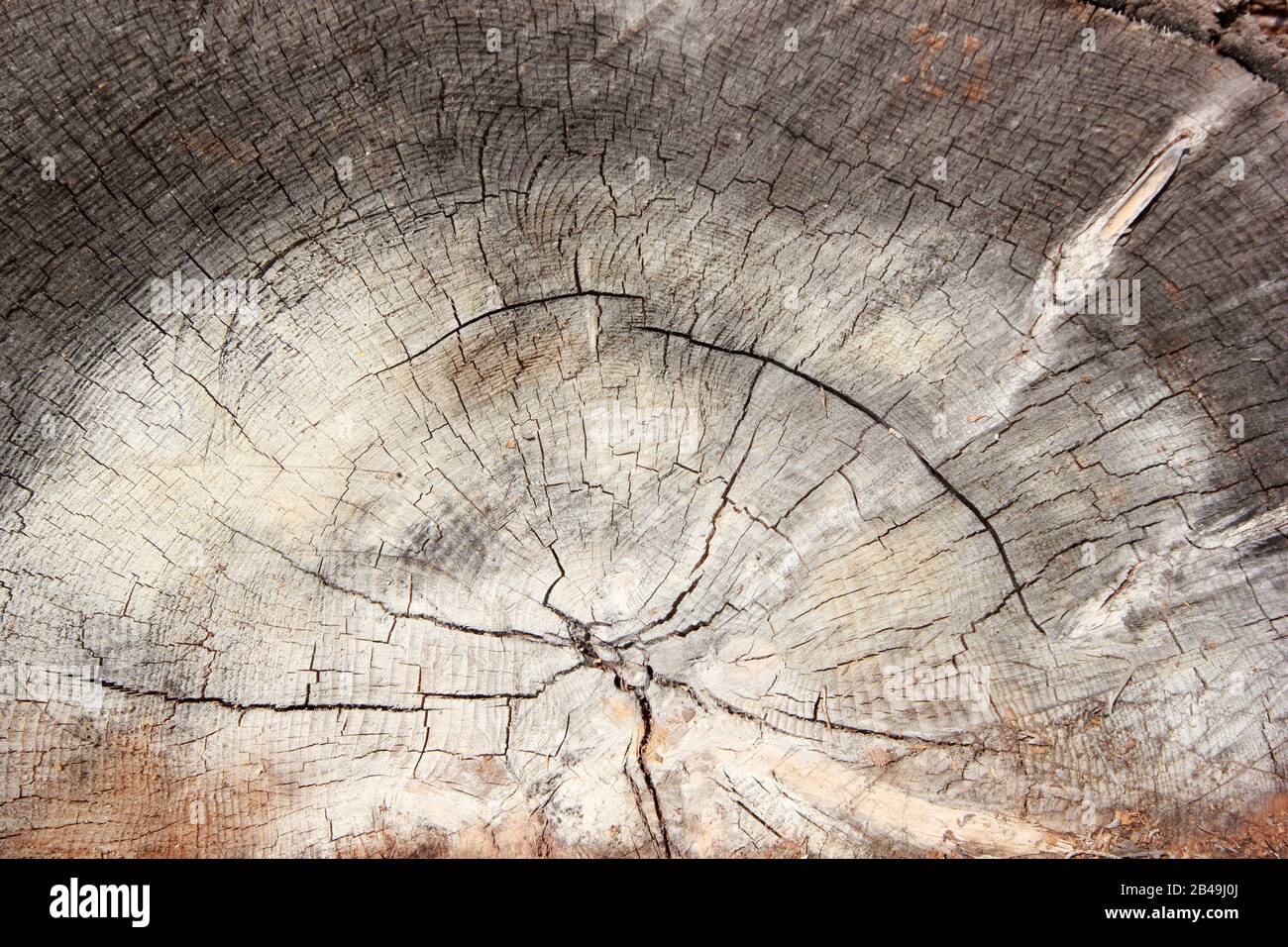 Tree ring Abstract Background Textured Stock Photo - Alamy