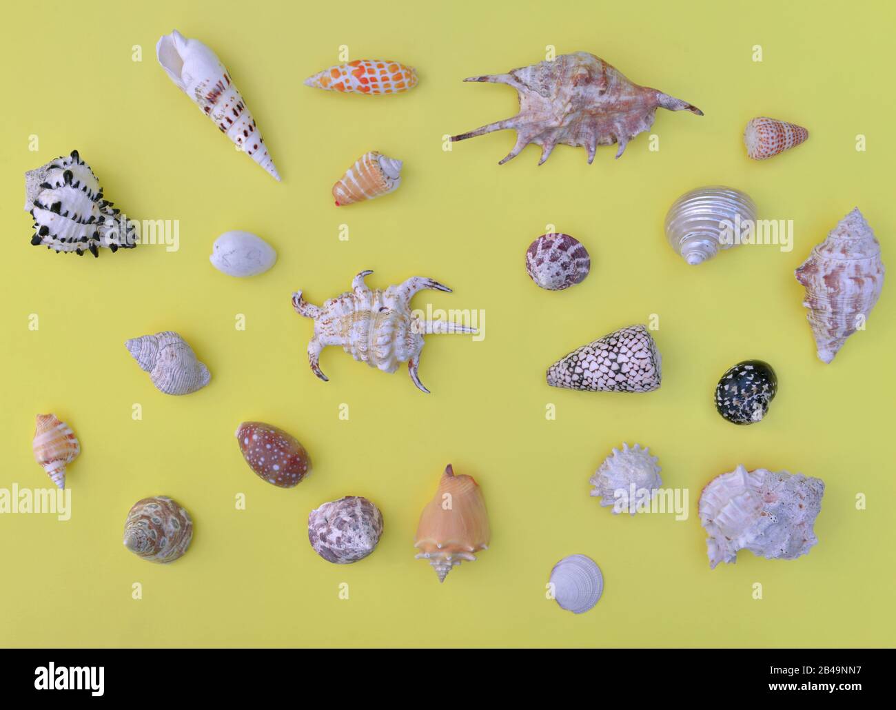 top view on tropical seashells arranged on yellow background Stock ...