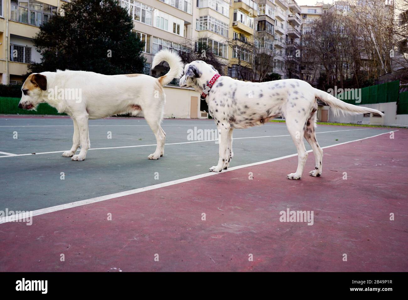 Dogs playing in the park Stock Photo - Alamy