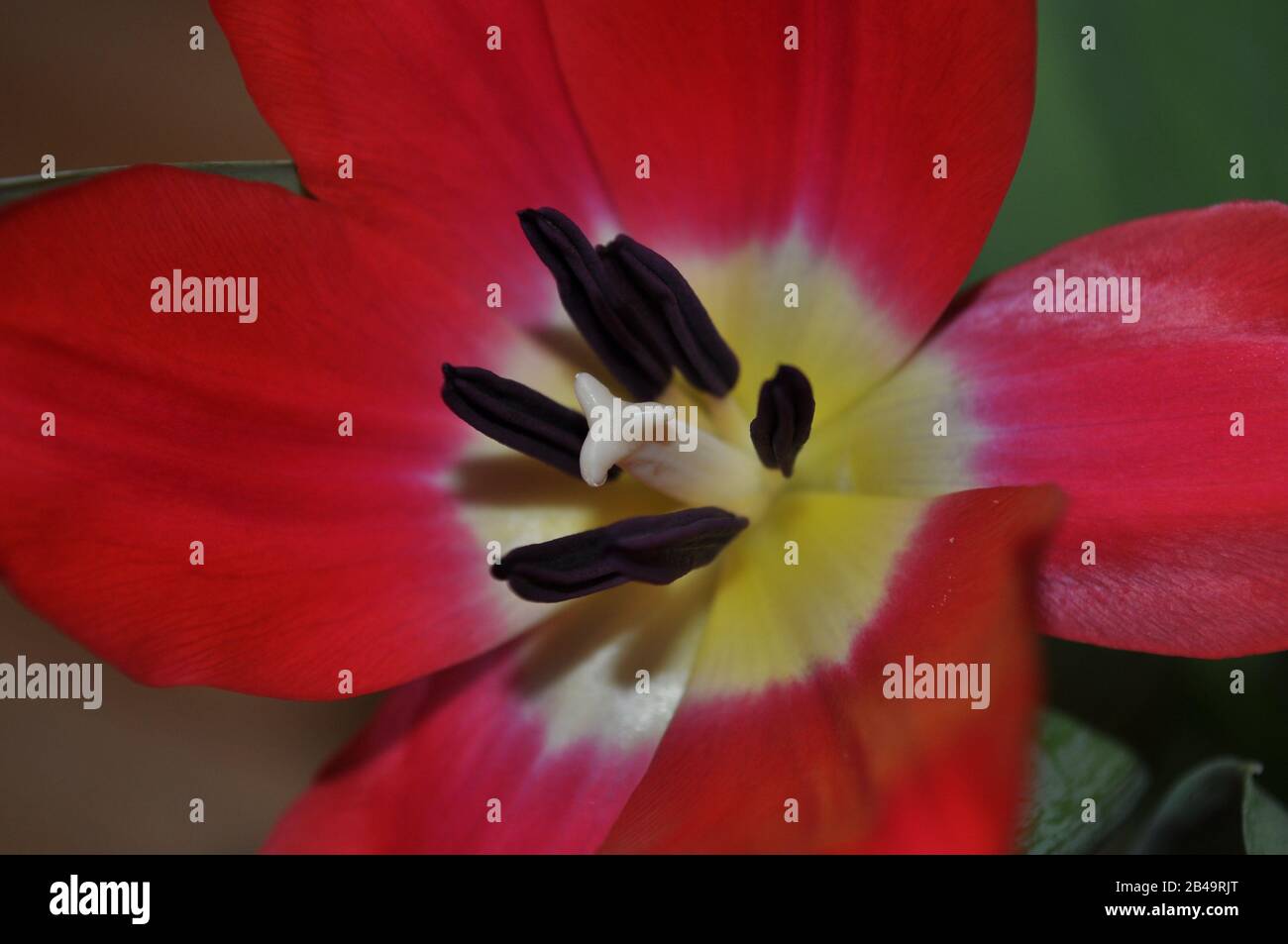 detailed photograph of a tulip Stock Photo - Alamy