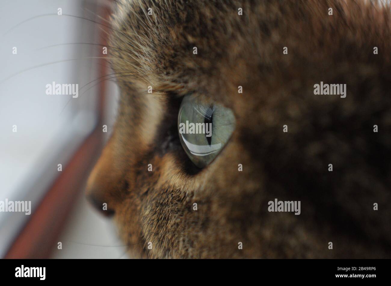 Feline eye hi-res stock photography and images - Alamy