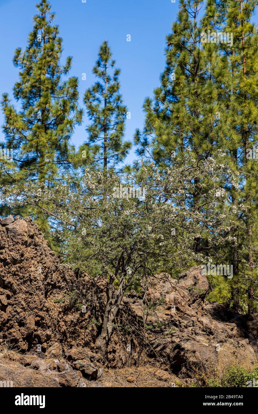 Cytisus proliferus, tree lucerne, Tagasaste, shrubs in flower with tiny ...