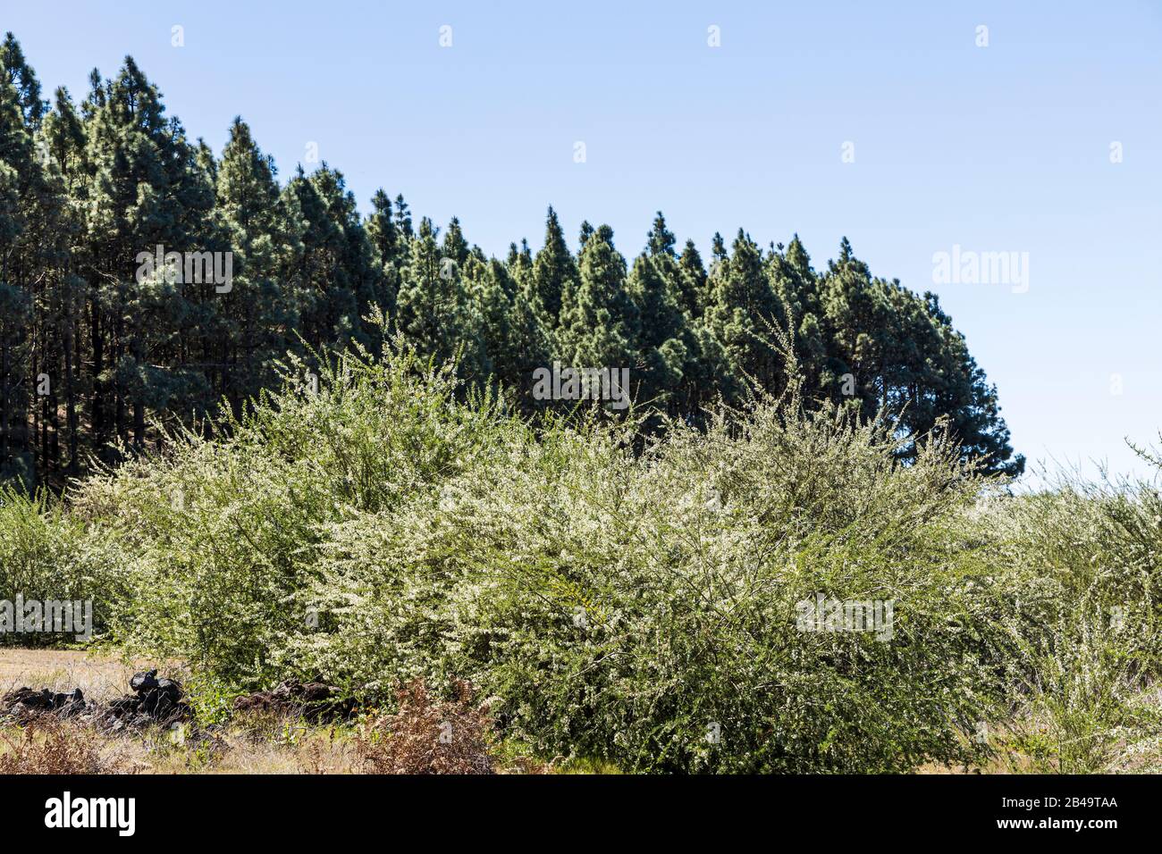 Cytisus proliferus, tree lucerne, Tagasaste, shrubs in flower with tiny ...