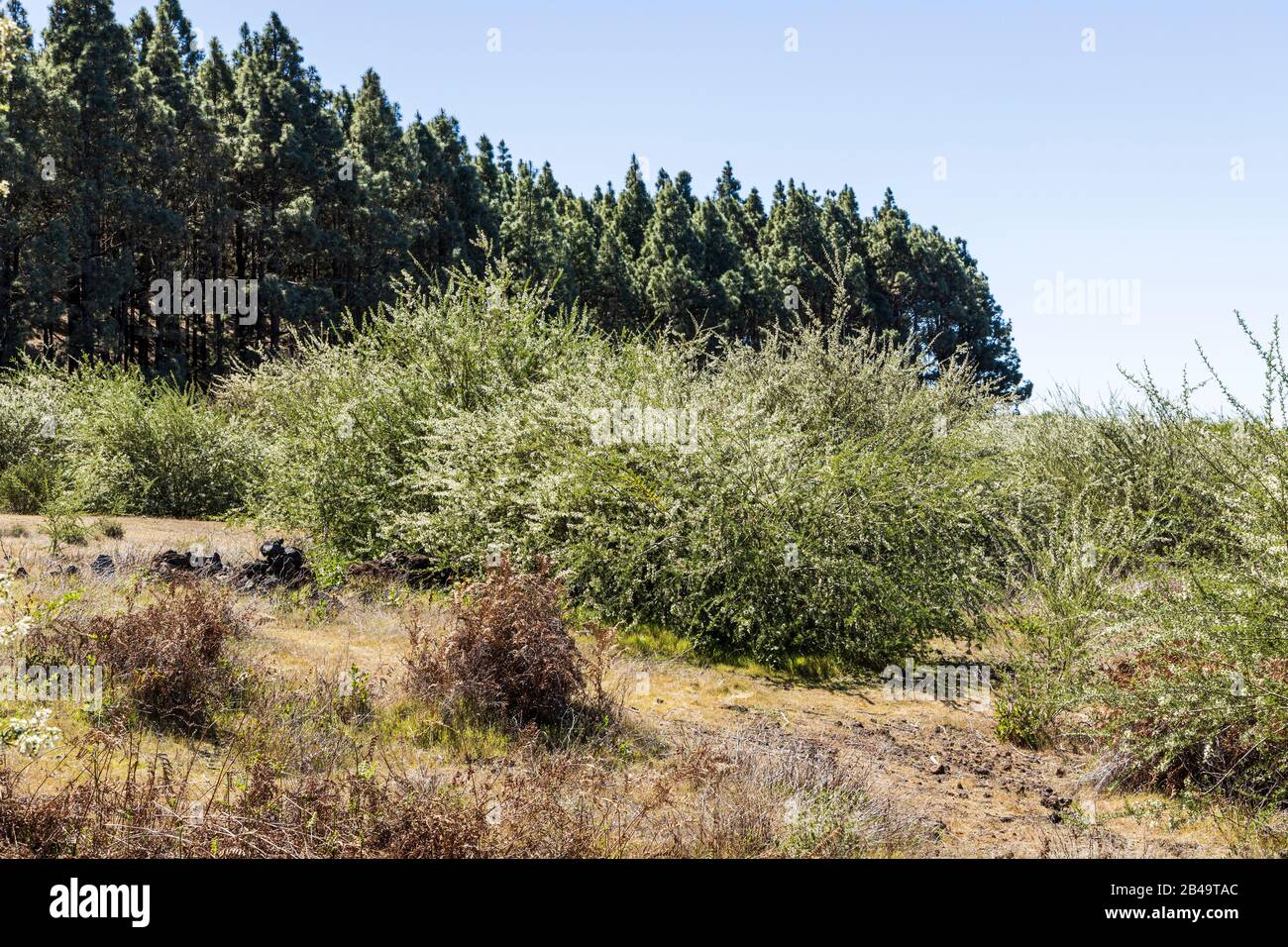 Tree lucerne hi-res stock photography and images - Alamy