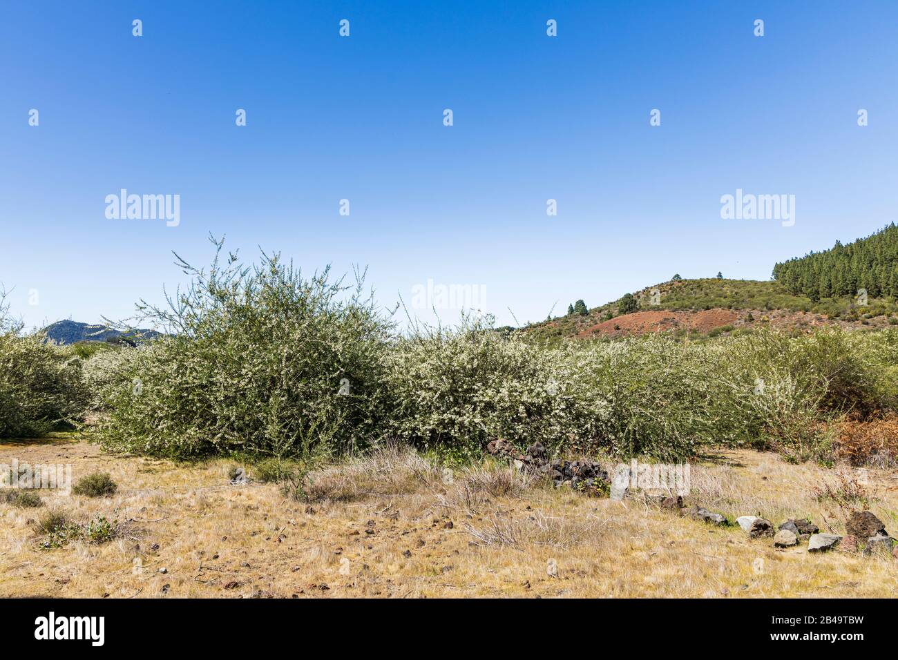 Lucerne flowering hi-res stock photography and images - Alamy