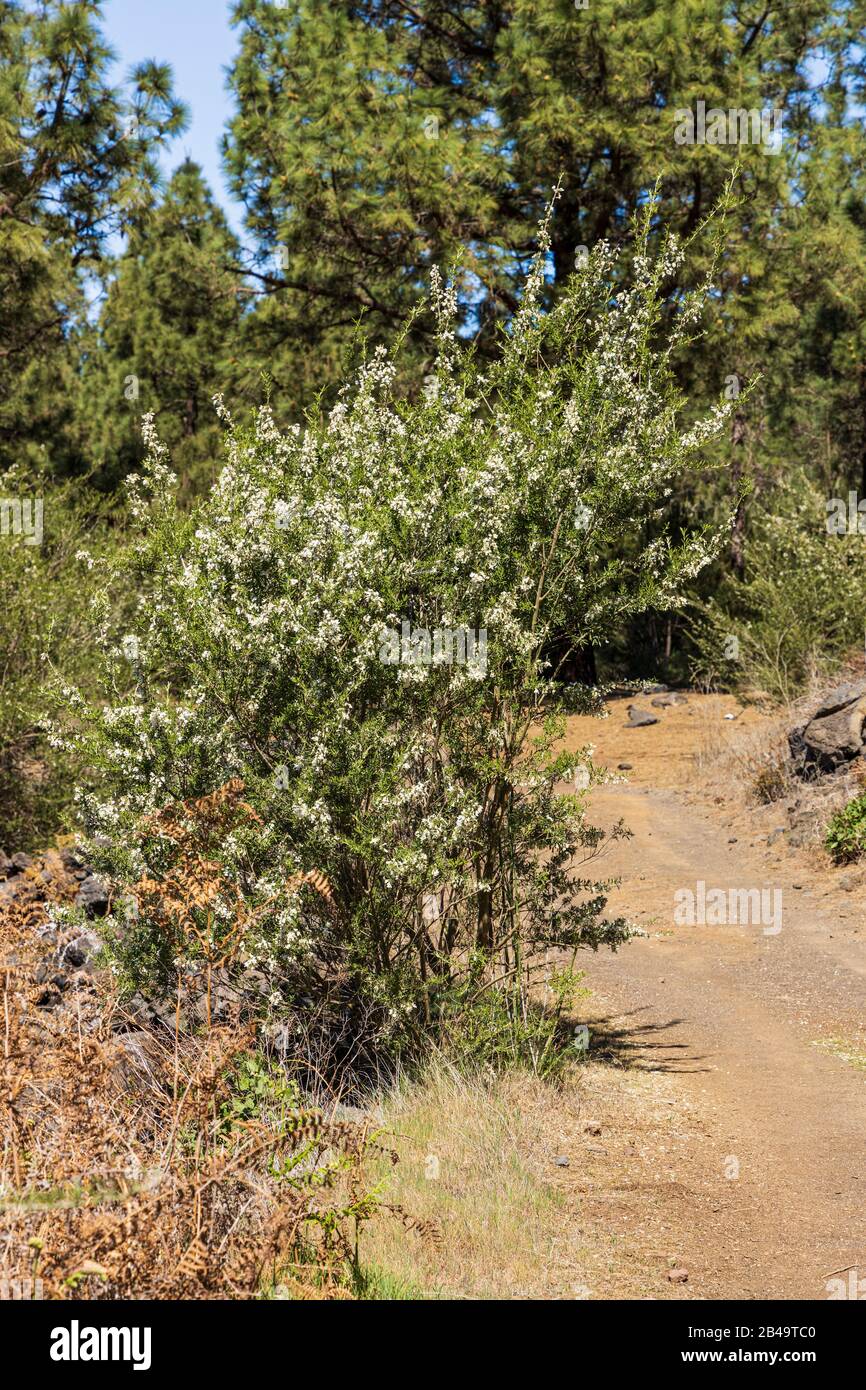 Cytisus proliferus, tree lucerne, Tagasaste, shrubs in flower with tiny ...