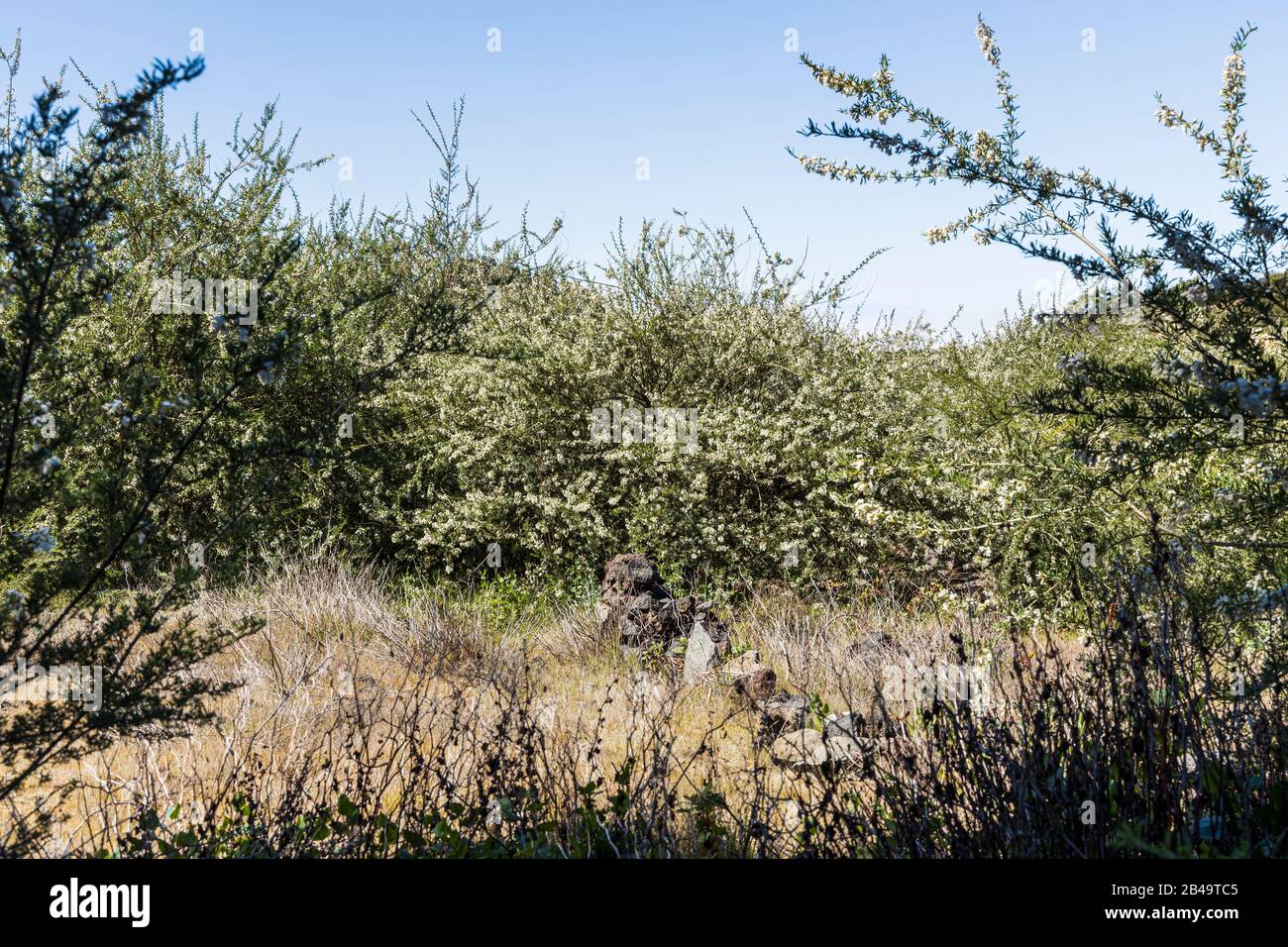 Cytisus proliferus, tree lucerne, Tagasaste, shrubs in flower with tiny ...