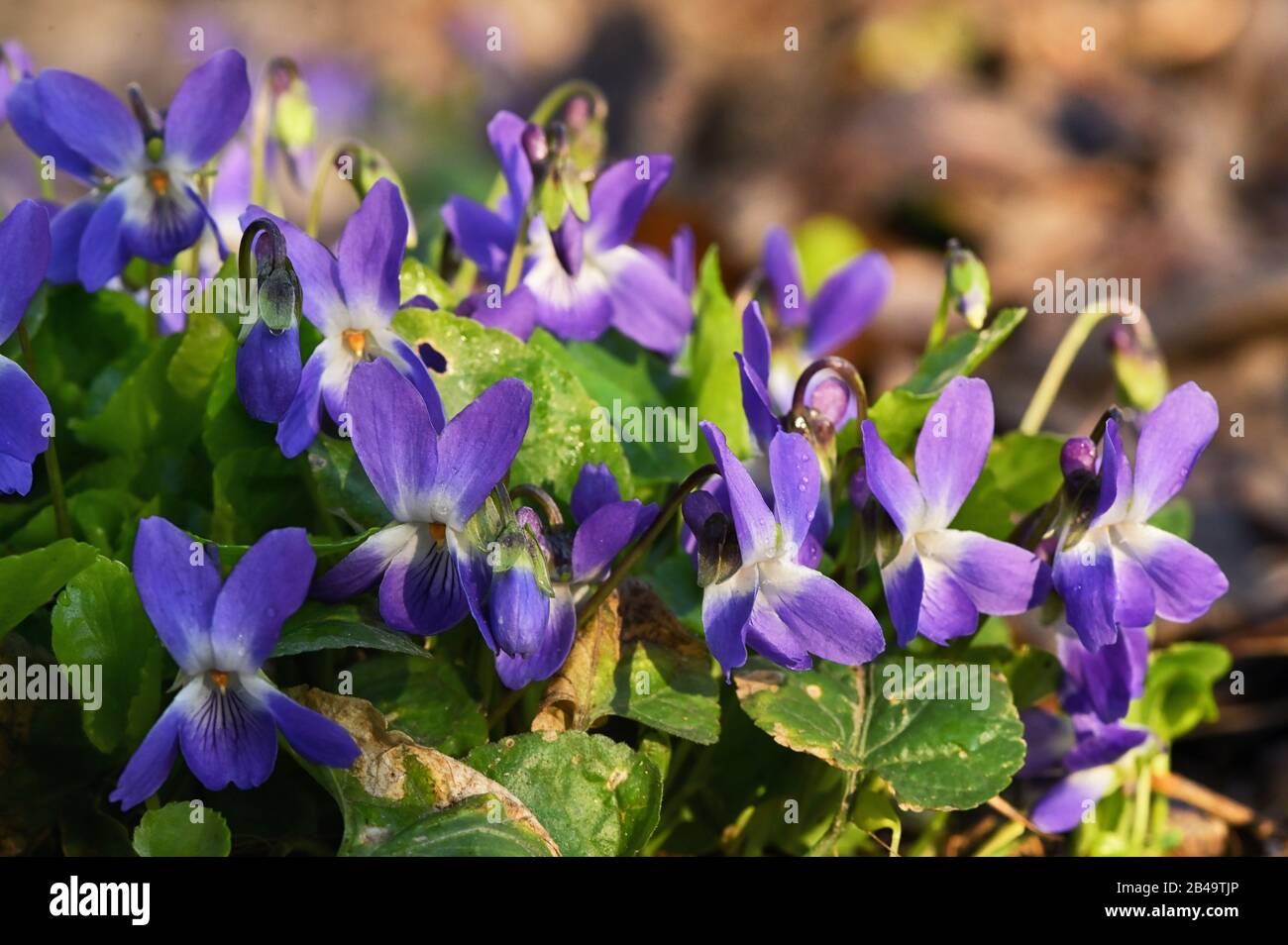 Violet odorata trees hi-res stock photography and images - Alamy
