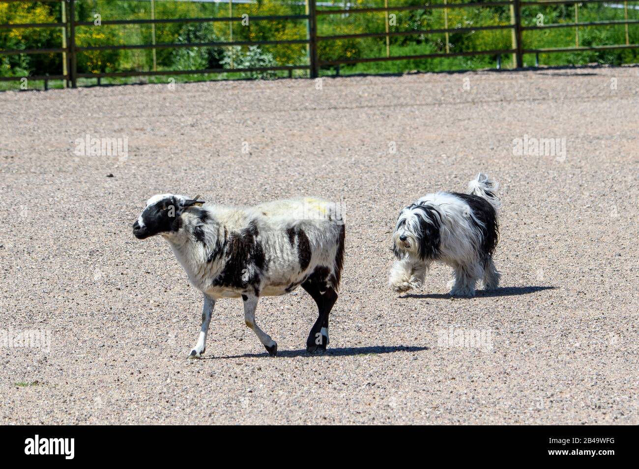 Working sheep dog rounding sheep hi-res stock photography and images ...