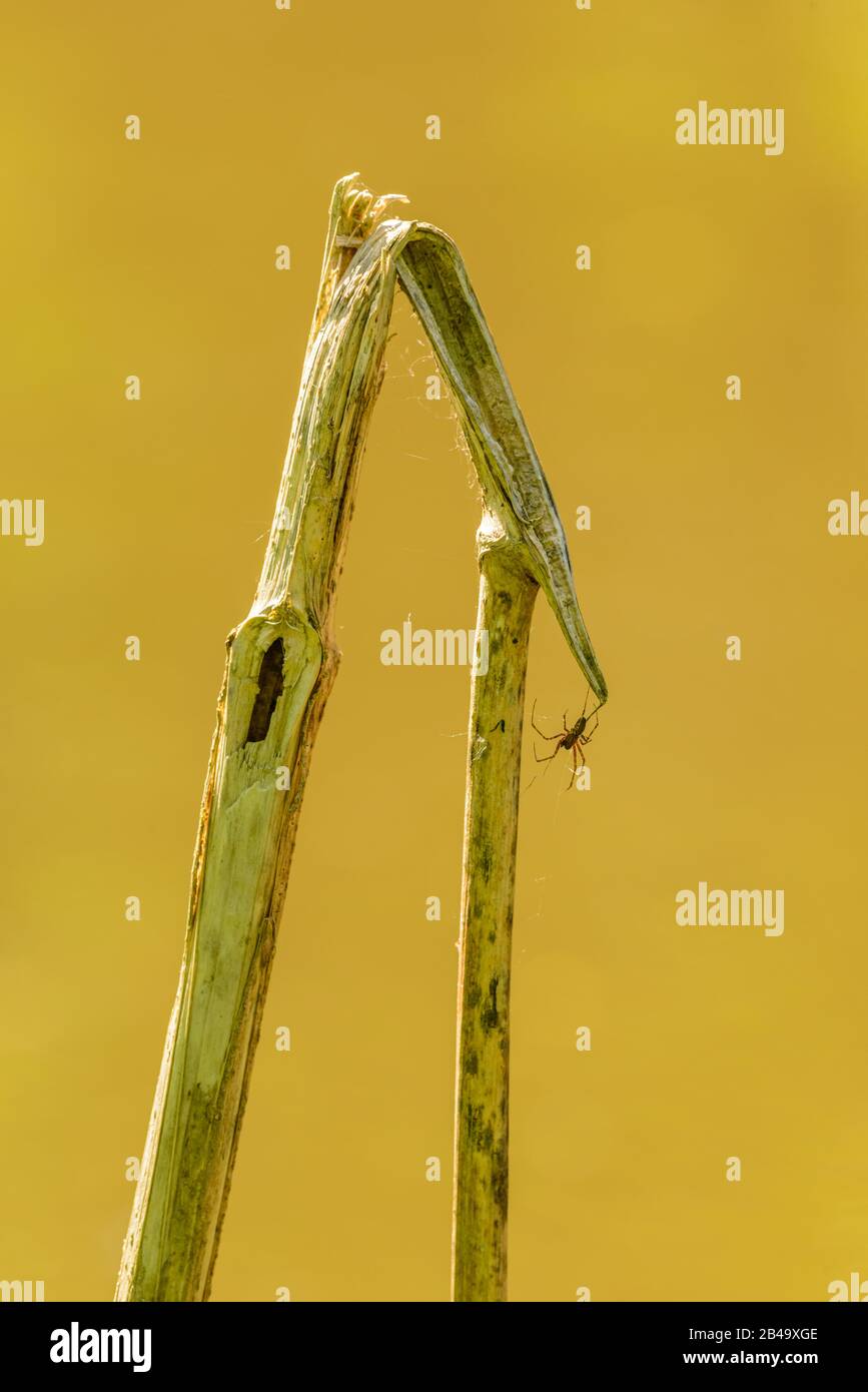 Spider crawling hi-res stock photography and images - Alamy