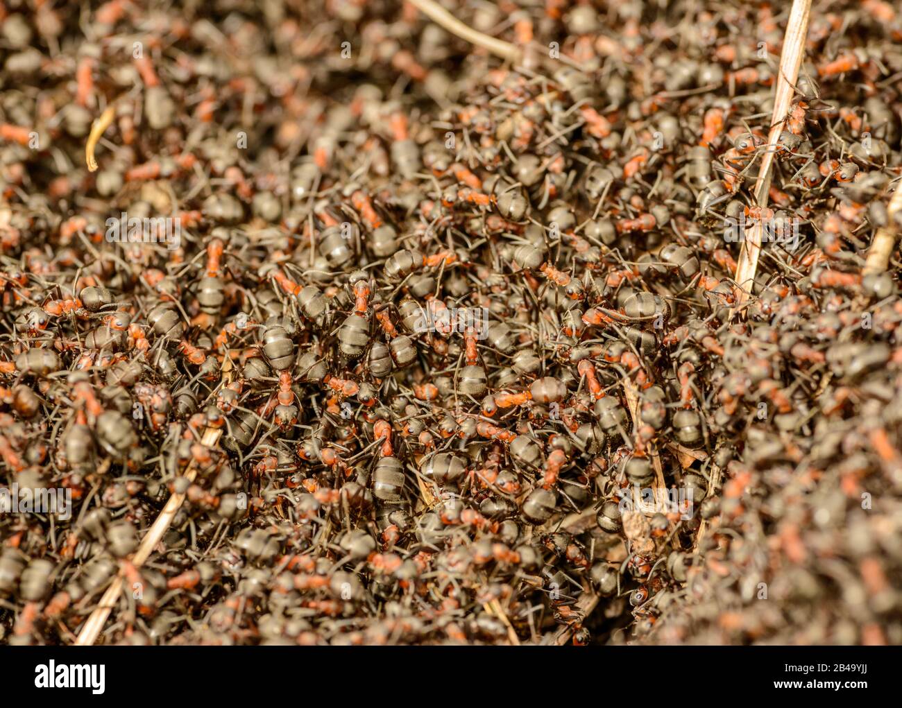 Ant anthill hi-res stock photography and images - Alamy