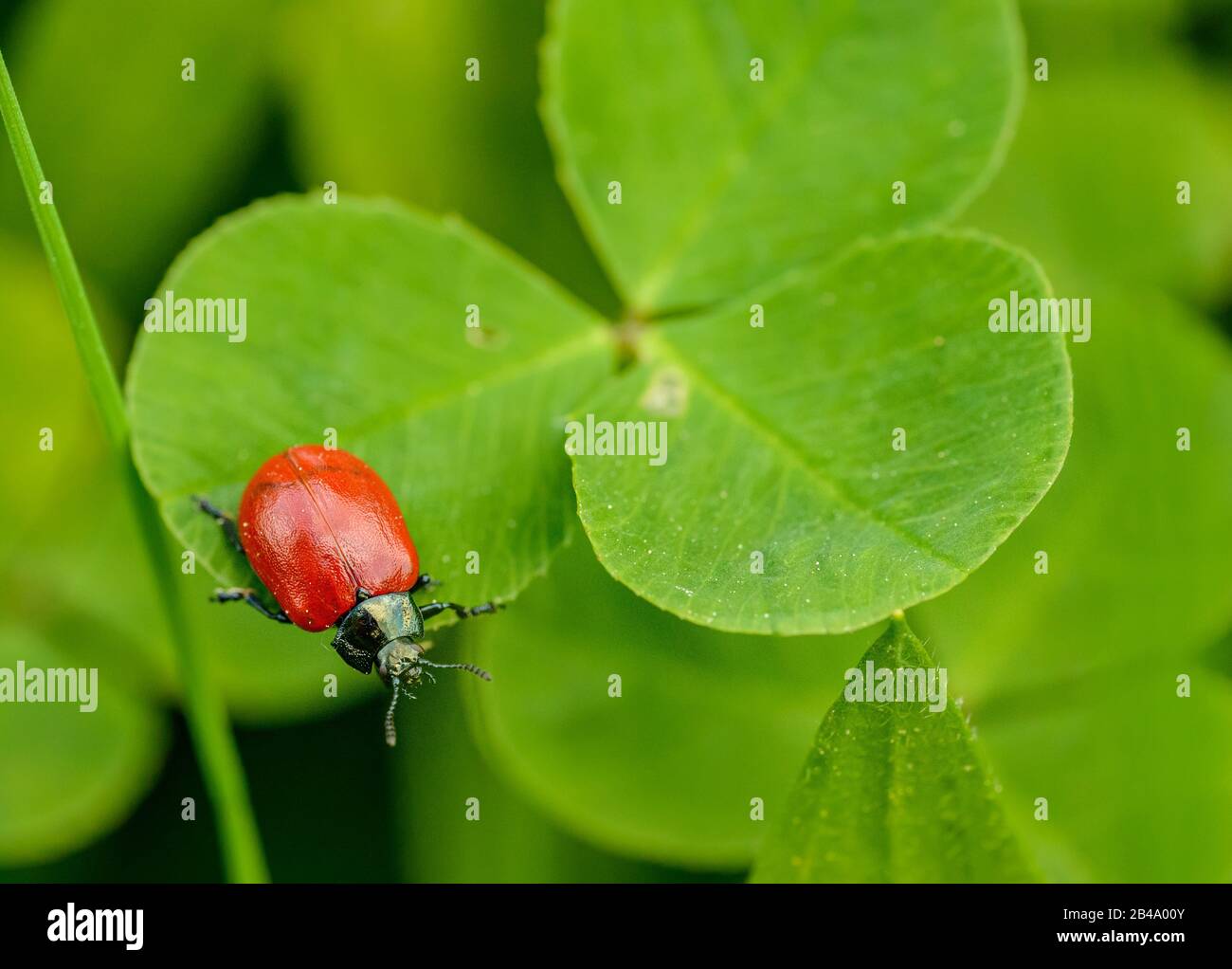 Insect red clover hi-res stock photography and images - Alamy