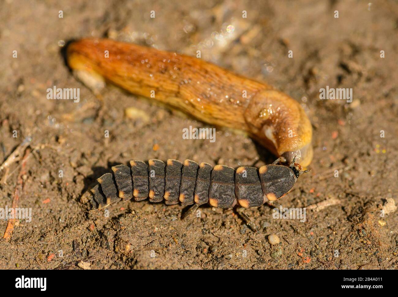 larva of common glow-worm (Lampyris noctiluca) feeding on a slug, wild ...