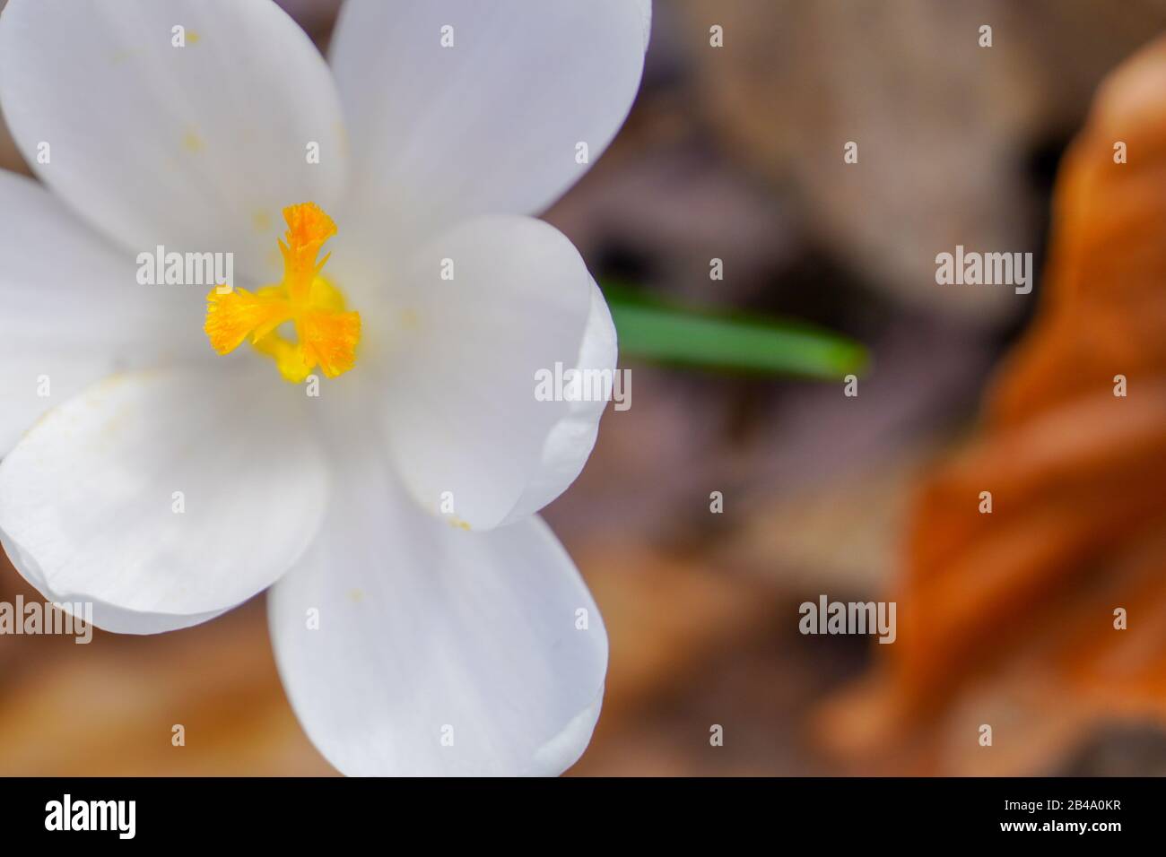 Safran flower hi-res stock photography and images - Alamy