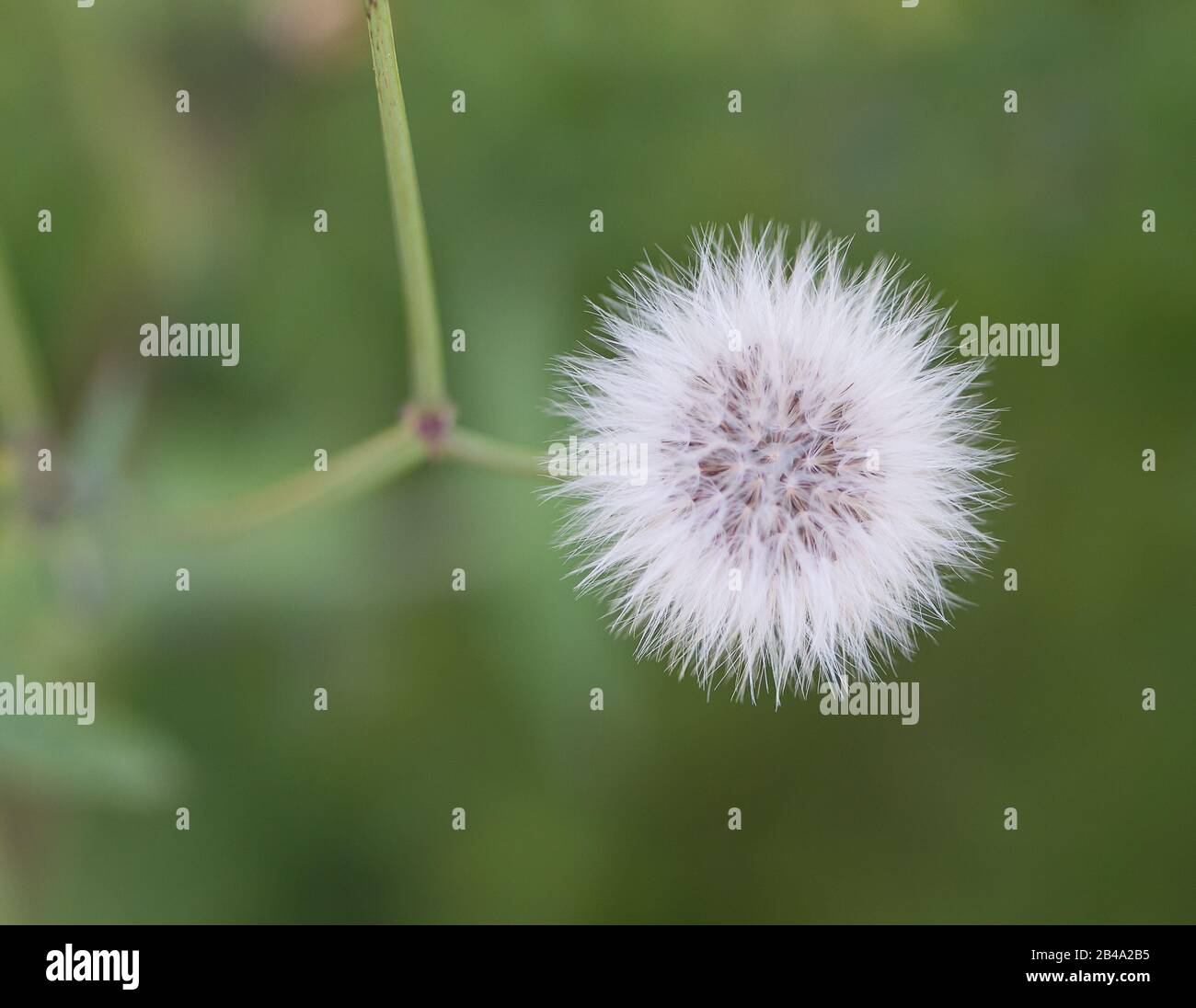 A Close up of white dandelion Taraxacum officinale flowers in summer ...