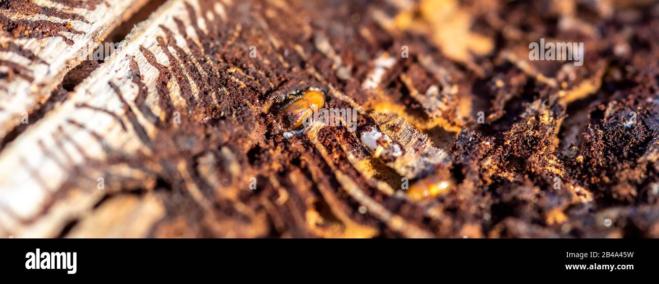 spruce tree with bark beetle infestation Stock Photo - Alamy