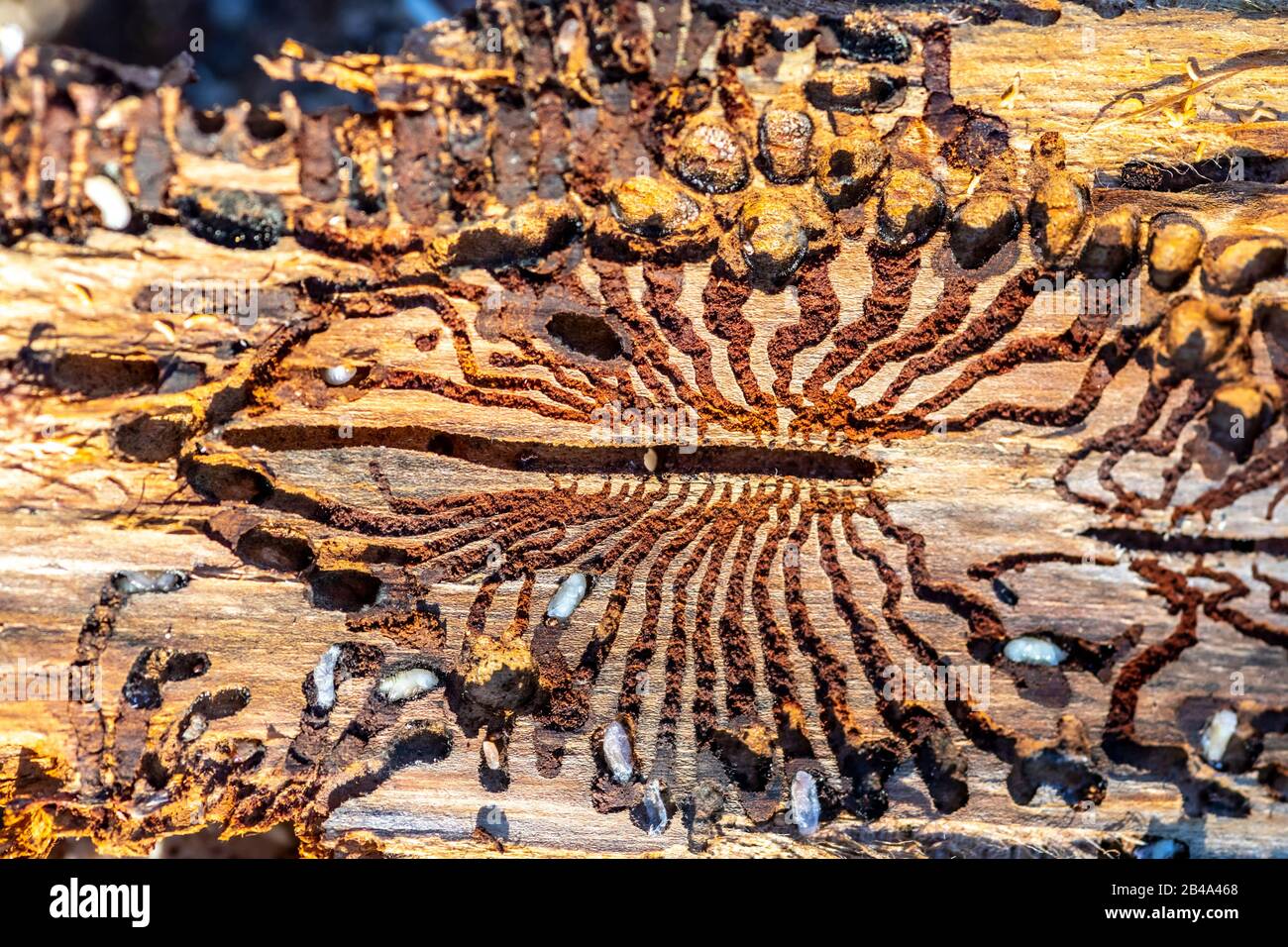 Spruce beetle infestation hi-res stock photography and images - Alamy