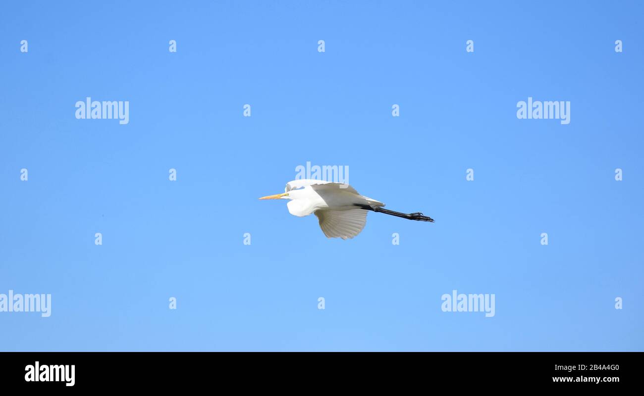 Beautiful great egret flying in blue skies of Southern California Stock ...