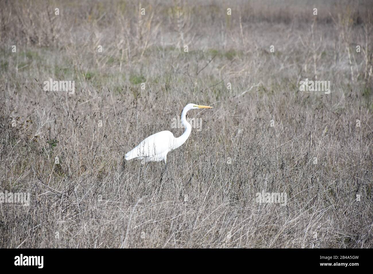 Beautiful white heron in a large hay field in Southern California Stock ...