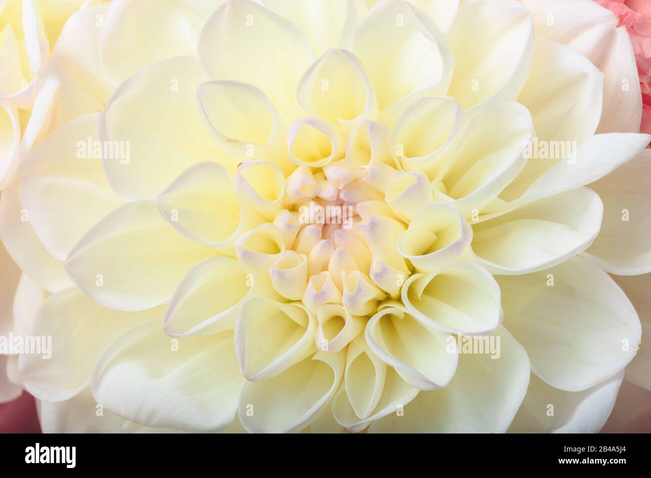 Close up of chrysanthemum. close up. creative photo Stock Photo - Alamy