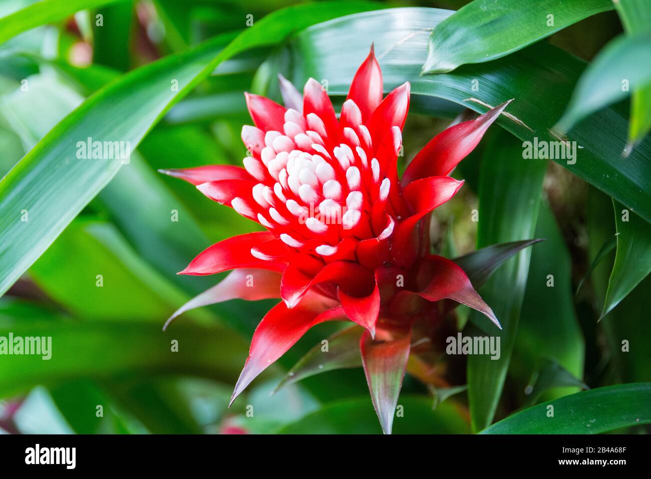 Epiphytic bromeliad hi-res stock photography and images - Alamy