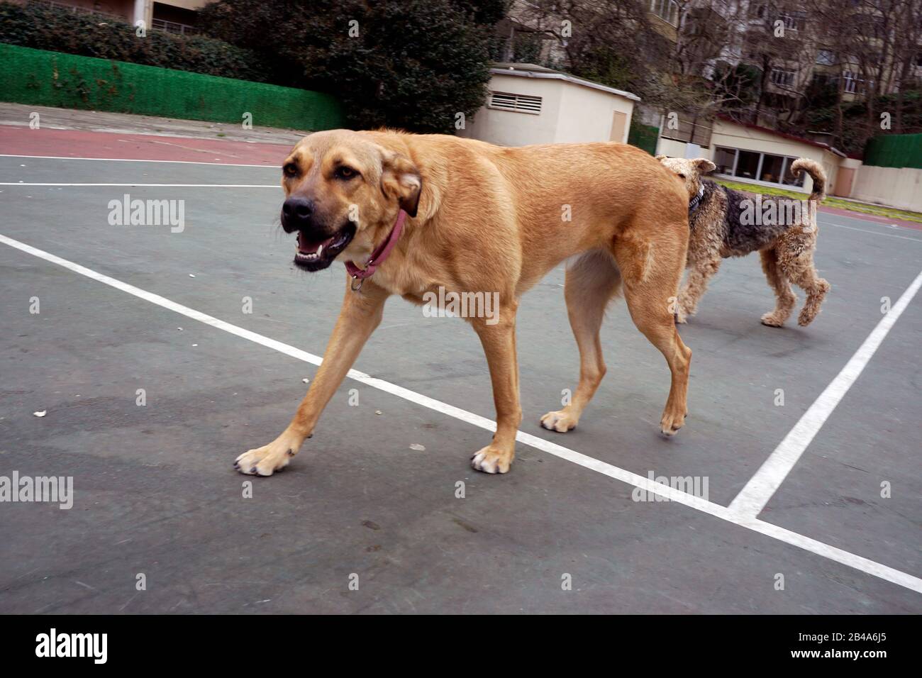 Dogs playing in the park Stock Photo - Alamy